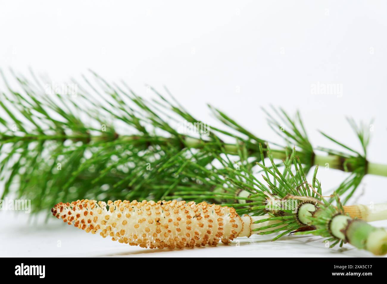 fresh branches of the medicinal plant horsetail, Equisetum arvense ...