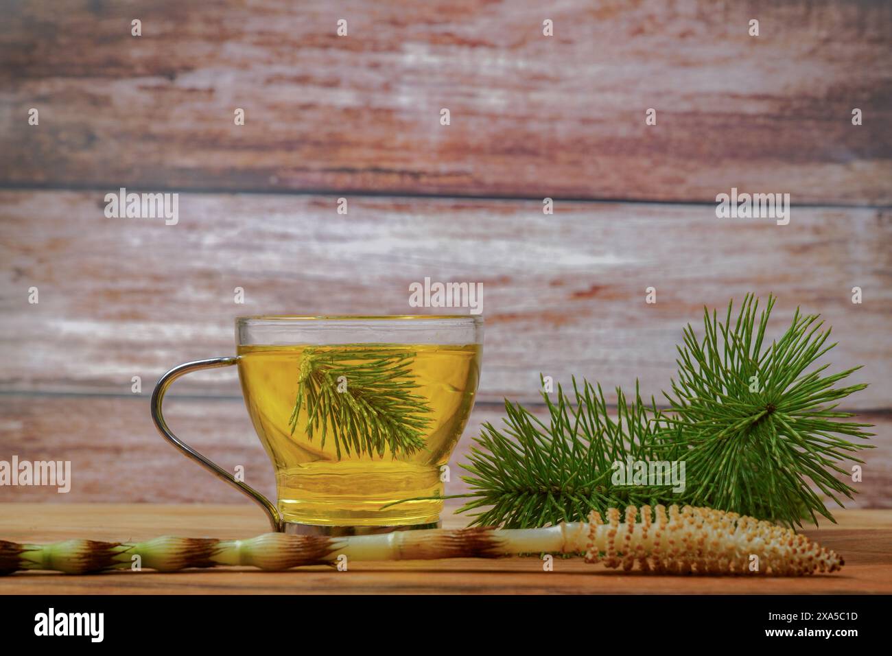 An infusion of horsetail Equisetum arvense, medicinal plant for health ...