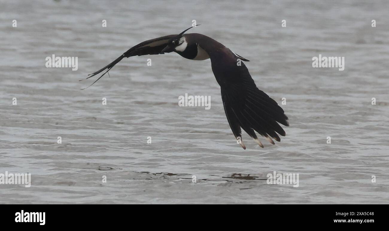 Purfleet Essex, UK. 04th June, 2024. Lapwing in flight at RSPB Rainham ...