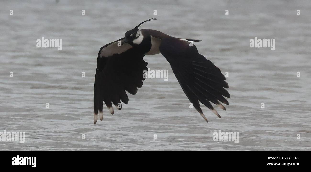 Purfleet Essex, UK. 04th June, 2024. Lapwing in flight at RSPB Rainham ...