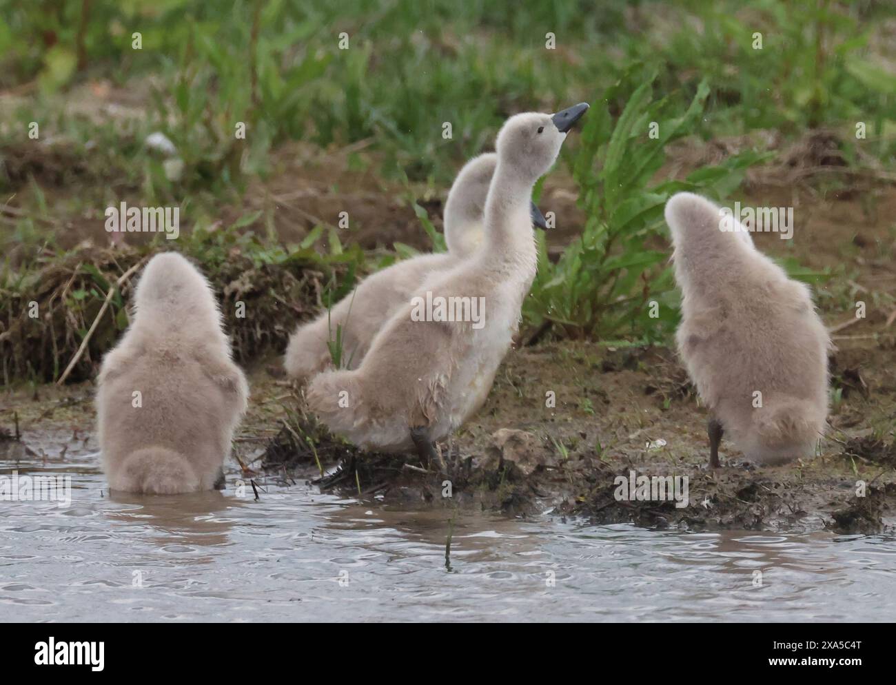 Cygnet in water at RSPB Rainham Marshes Nature Reserve , Purfleet ...