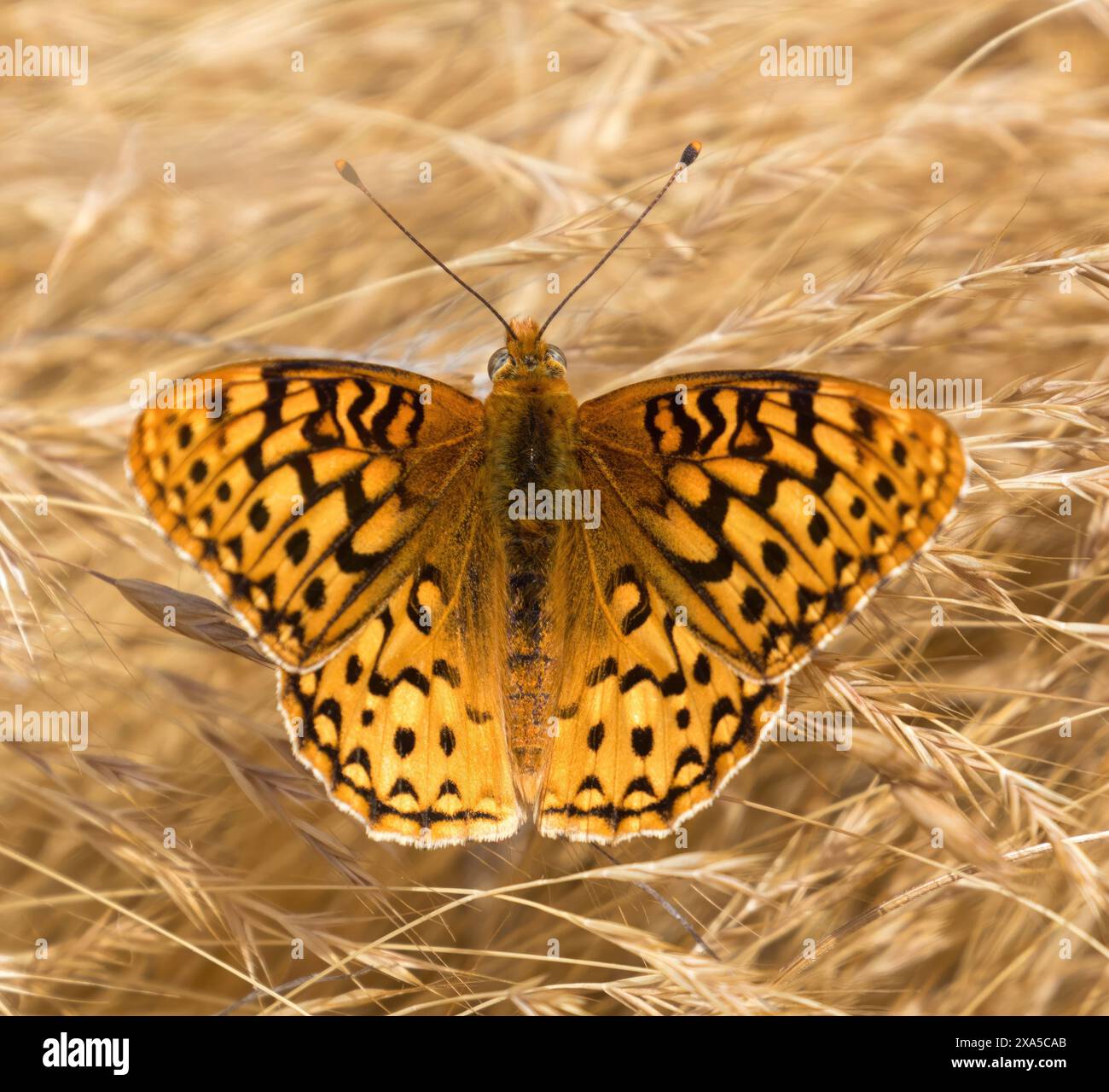 Callippe Fritillary resting on dry foxtail. Joseph D. Grant County Park ...