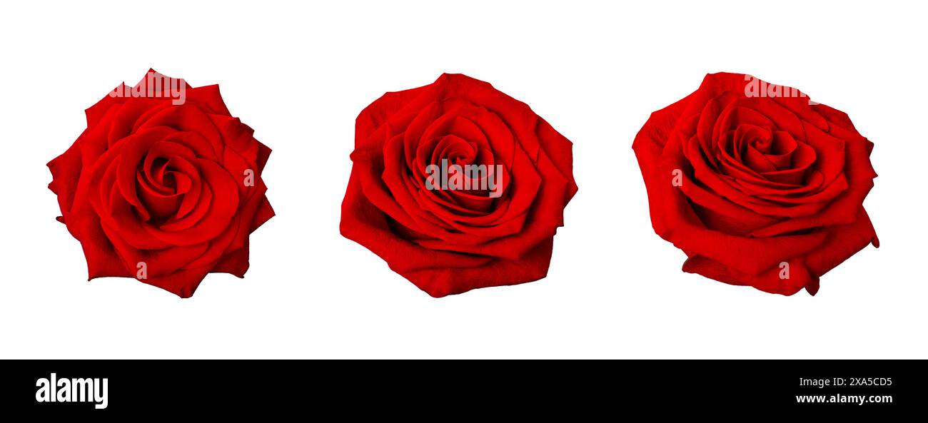 Set of beautiful red roses isolated on a white background. Detailed ...