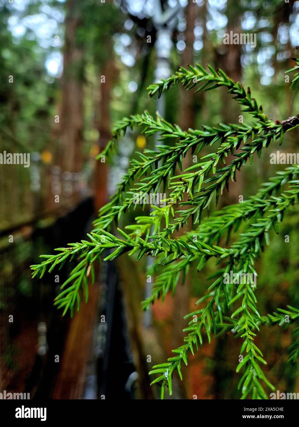 A lush tree on an extended forest bridge Stock Photo - Alamy