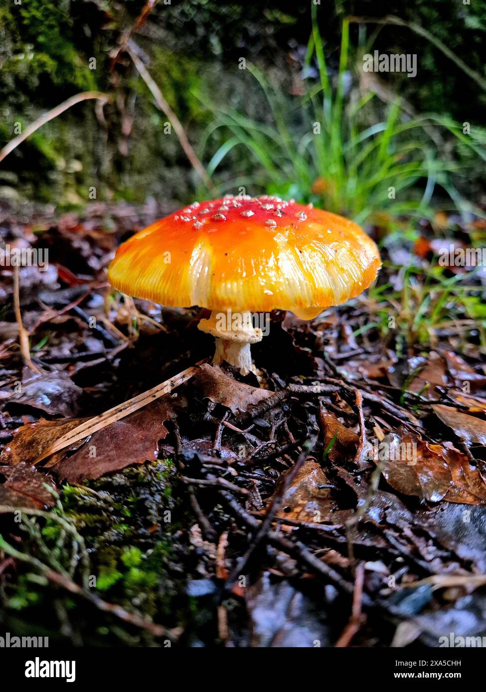 Wet forest trail hi-res stock photography and images - Alamy