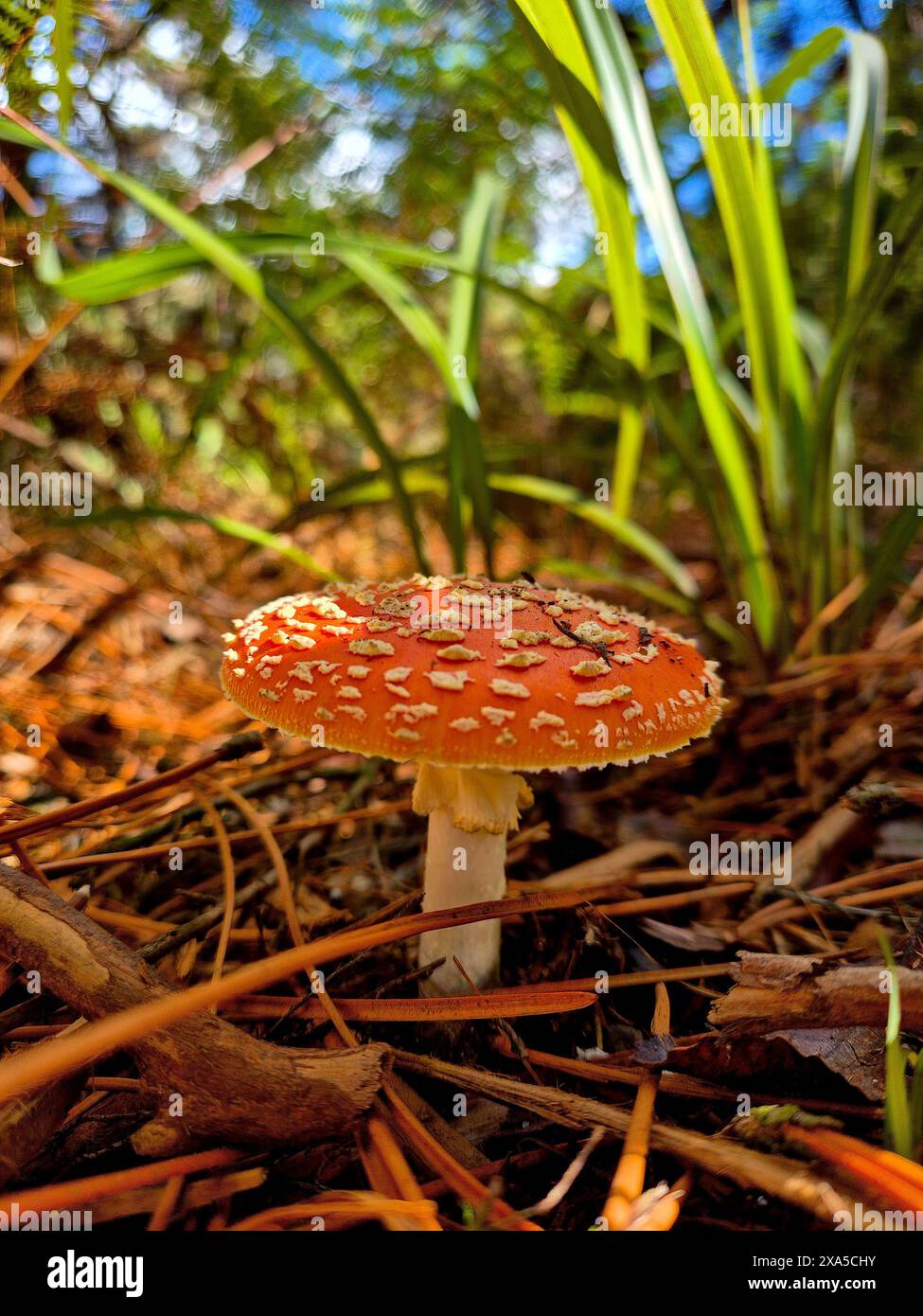 Vibrant red mushroom hi-res stock photography and images - Alamy