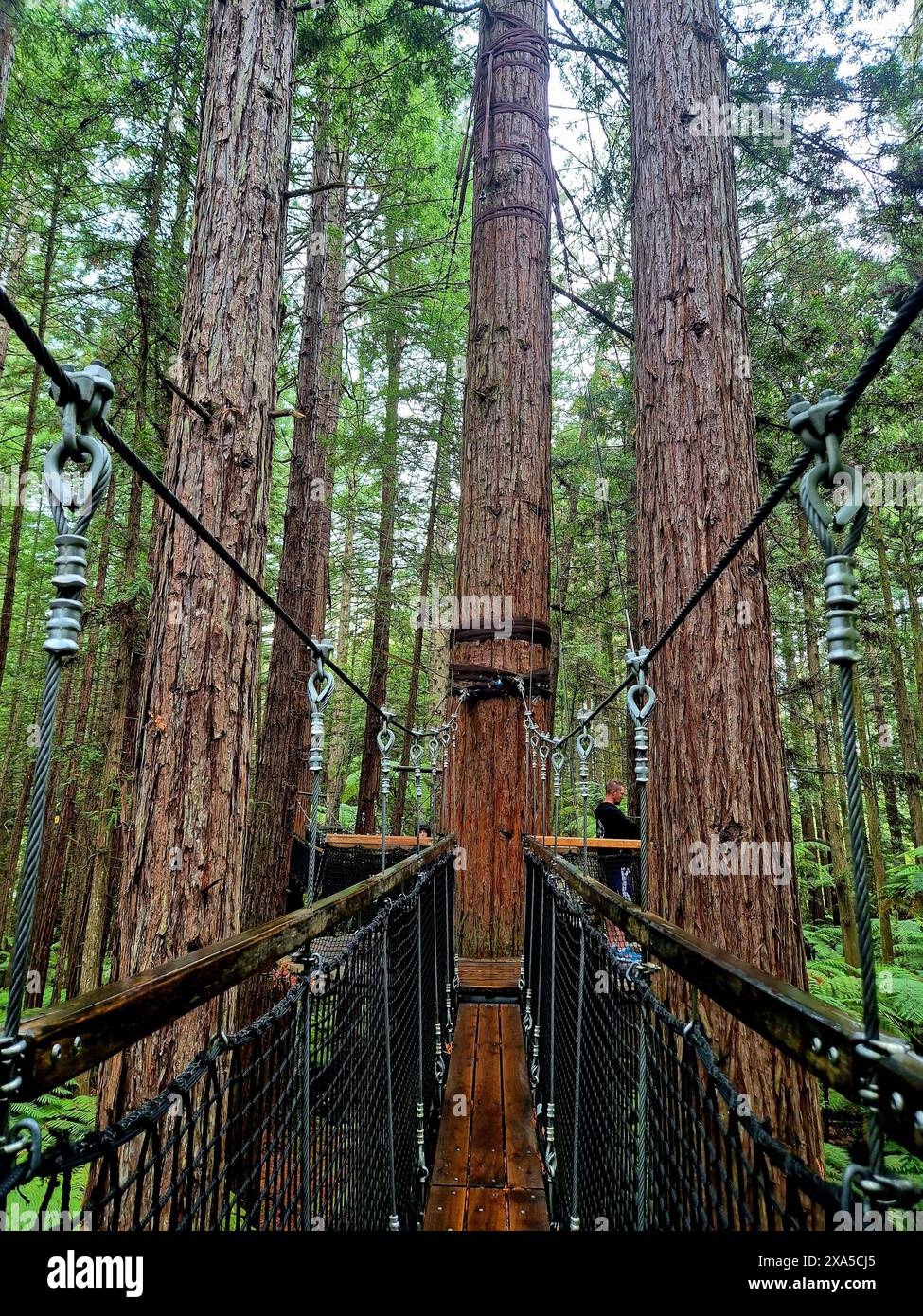 A suspension bridge hangs between two tall trees in a forest in New ...