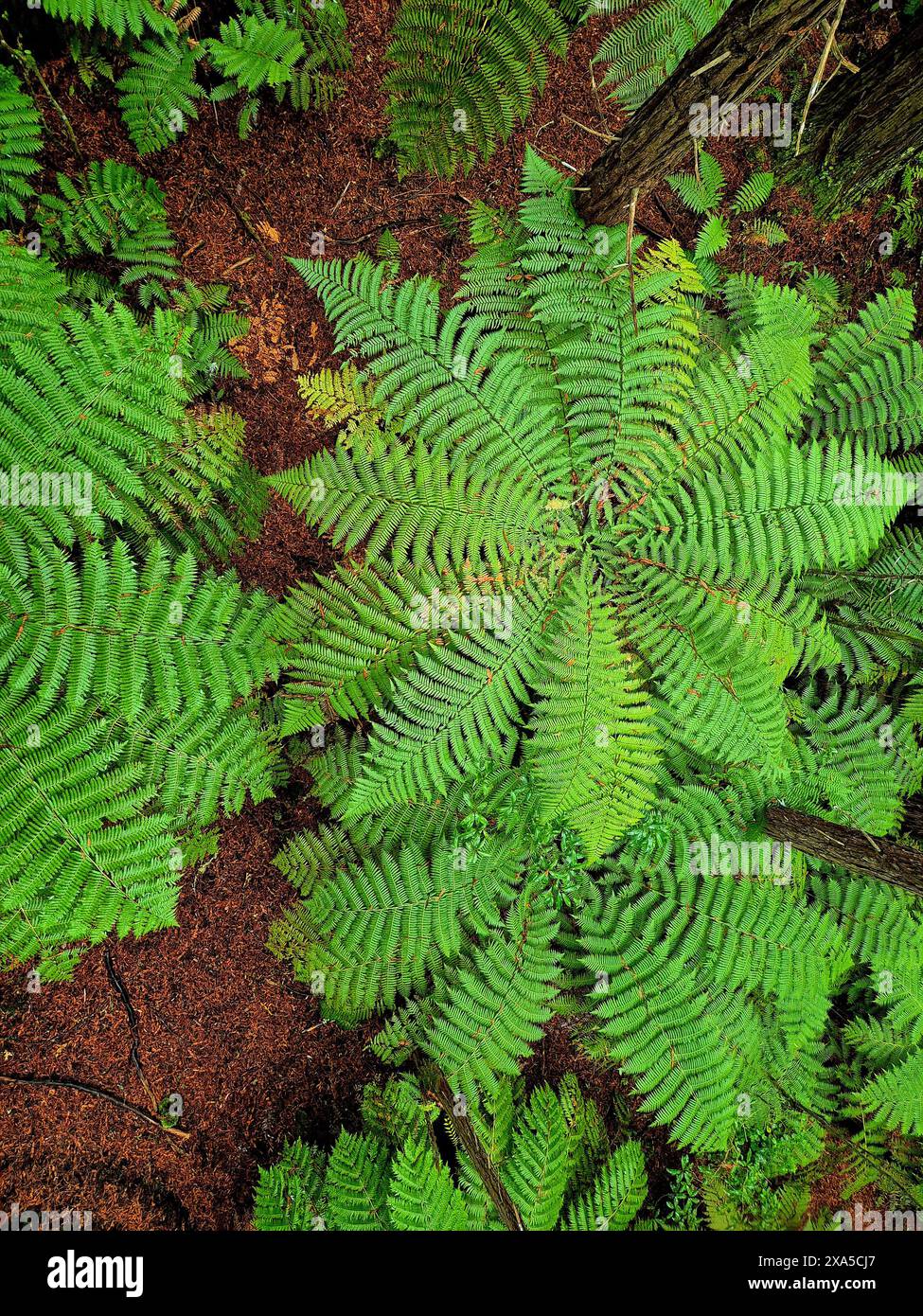 Lush forest ground hi-res stock photography and images - Alamy