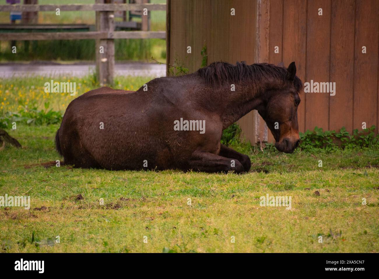 Thoroughbred horse relaxing in a paddock Stock Photo - Alamy