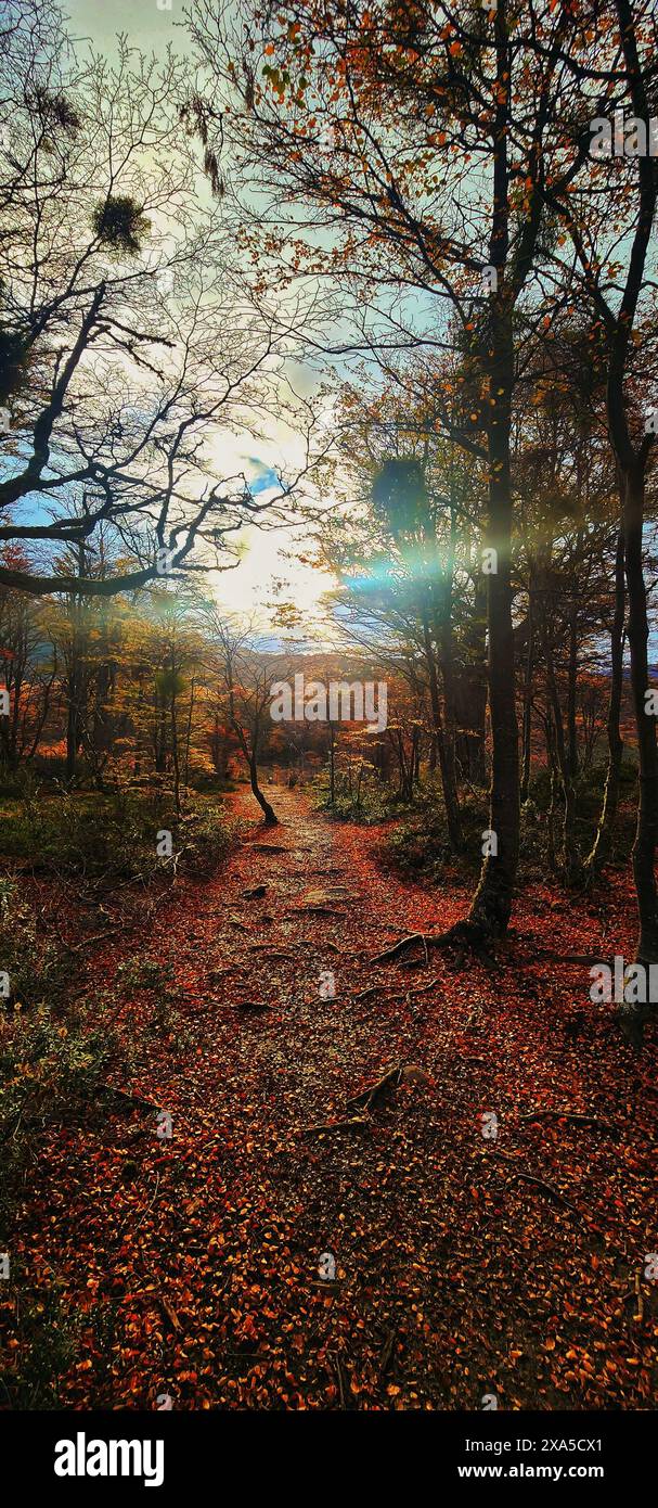 An autumn trail with sunlight shining through Stock Photo - Alamy