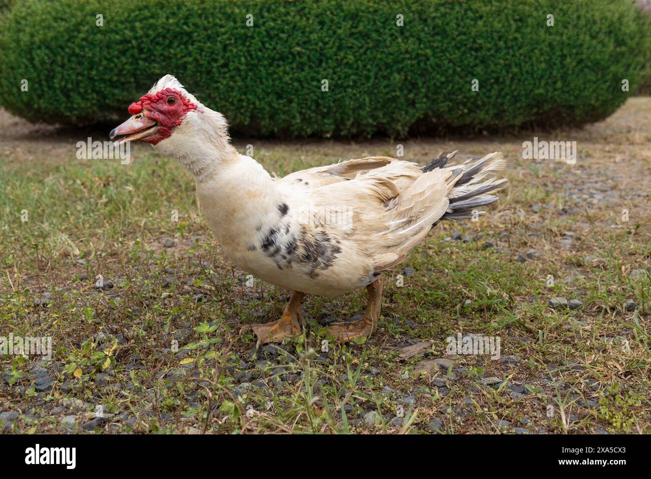 Soft feathers of duck hi-res stock photography and images - Alamy