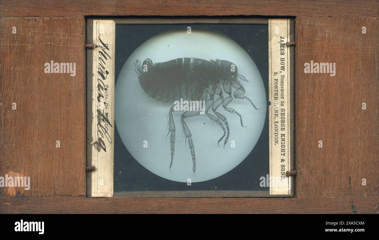 Photomicrograph of a Flea by Richard Leach Maddox, ca 1865 Stock Photo ...