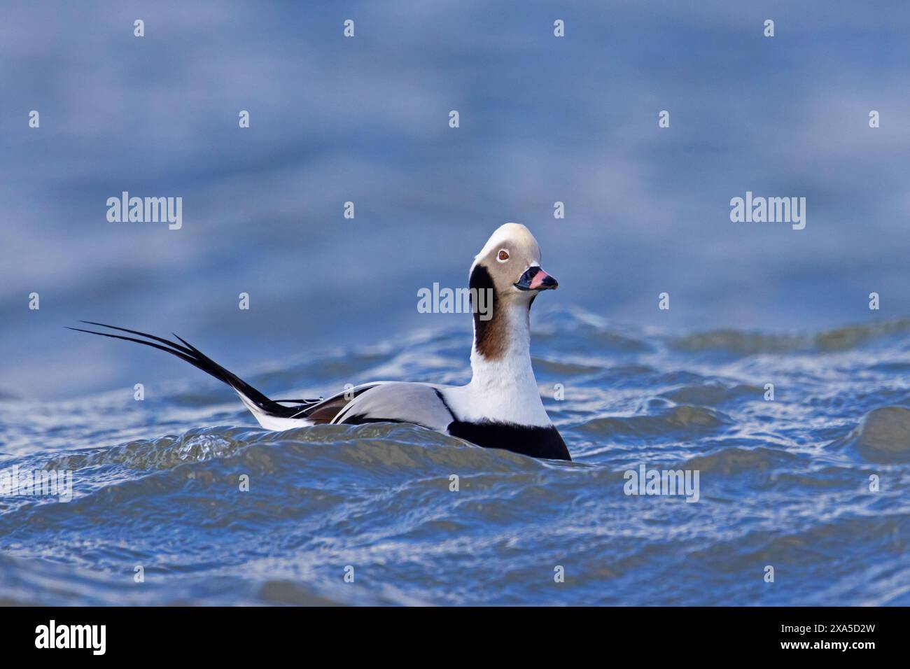 Long tailed duck uk hi-res stock photography and images - Alamy