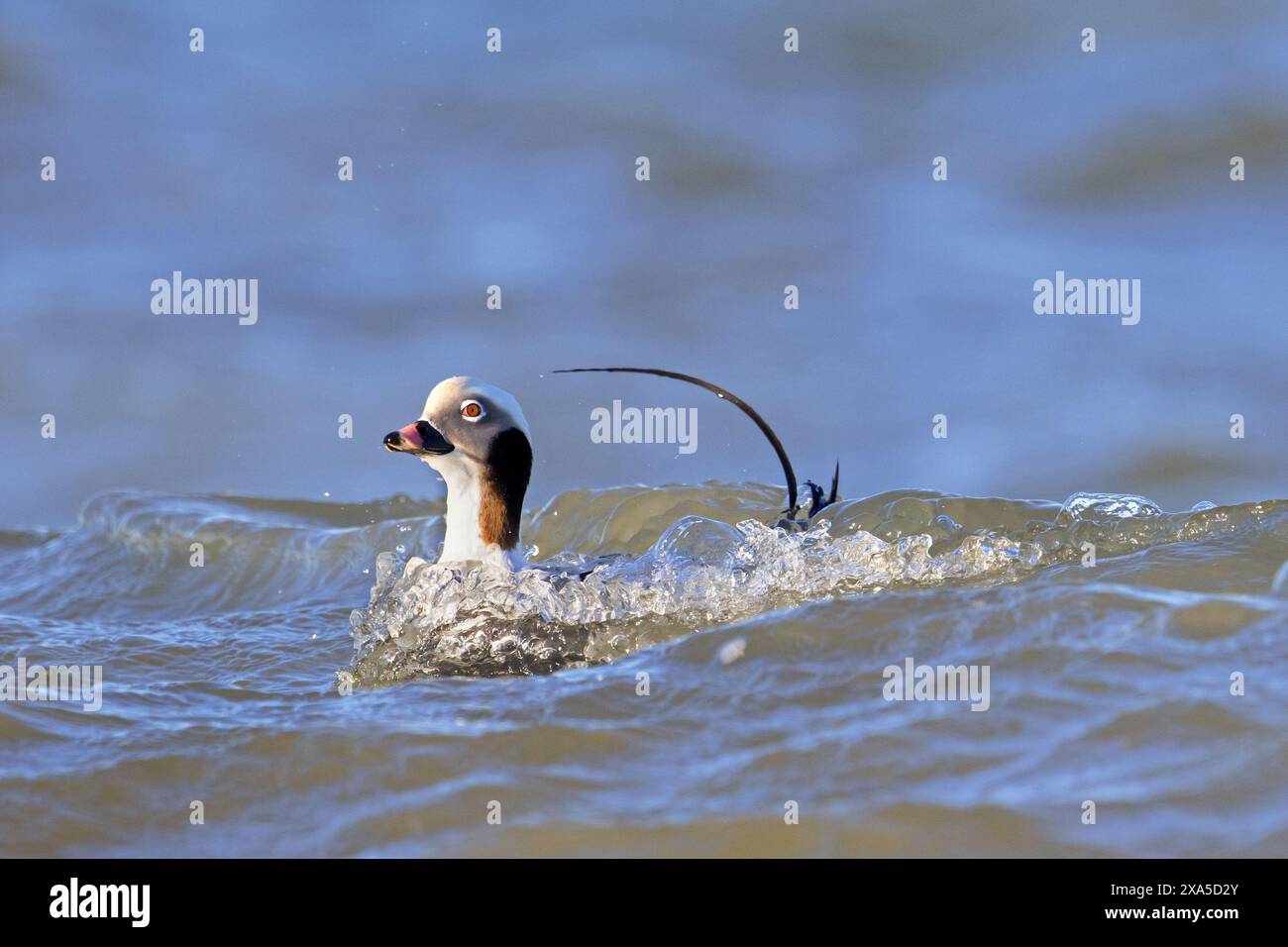 Long tailed duck uk hi-res stock photography and images - Alamy