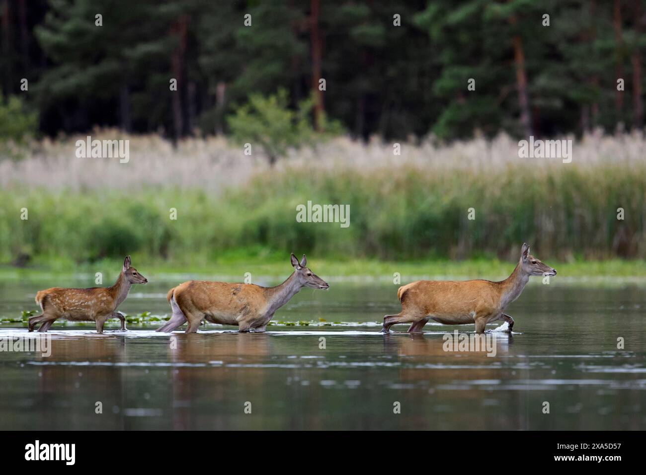 Red deer (Cervus elaphus) two hinds with calf / juvenile crossing lake ...