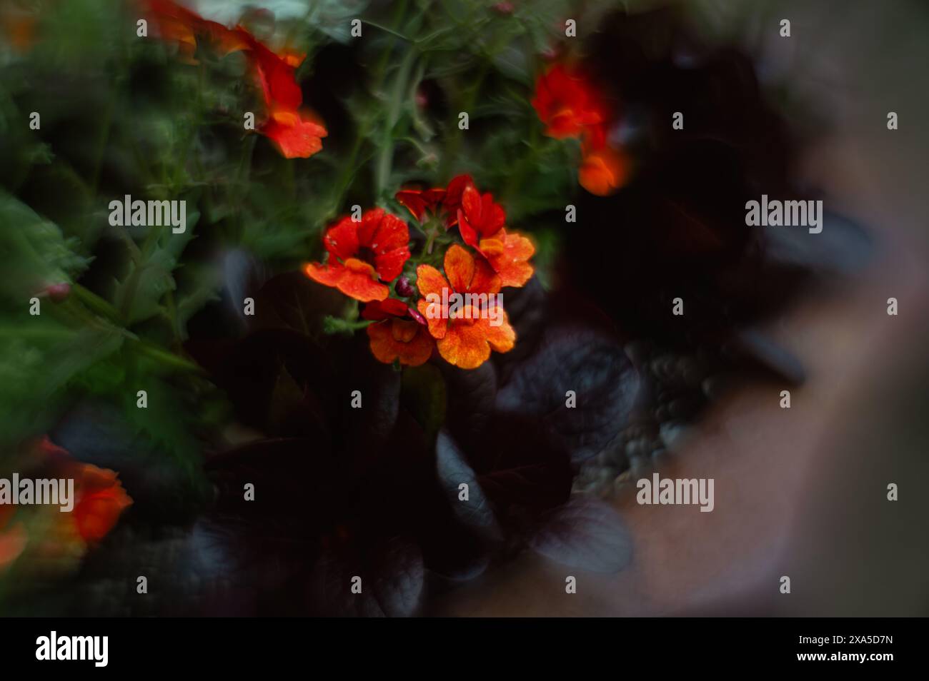 An orange flower surrounded by black foliage bush, focal point Stock ...