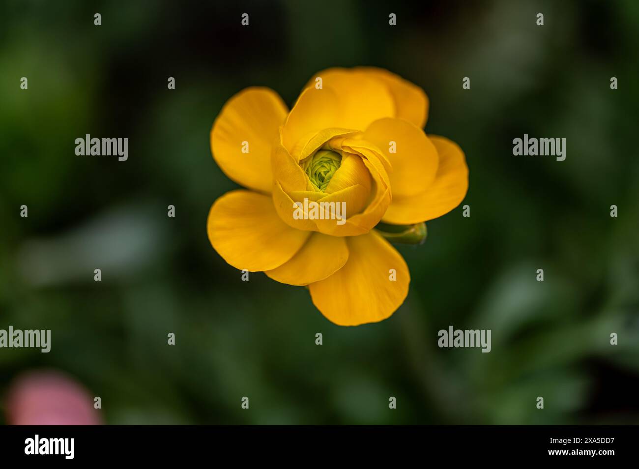 Beautiful shell flower hi-res stock photography and images - Alamy