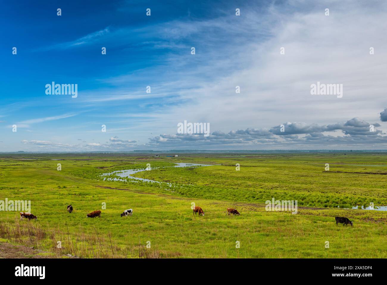 Field and animals hi-res stock photography and images - Alamy