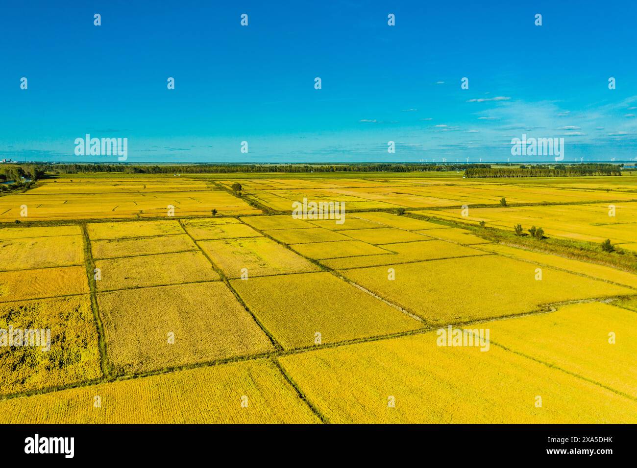Rural rice fields hi-res stock photography and images - Alamy