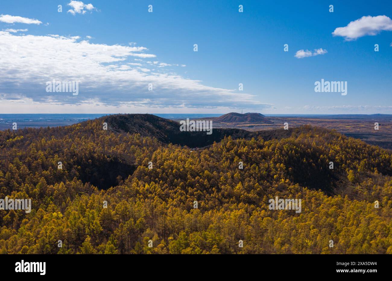 A cluster of tall trees on a lush hill in a grassy meadow Stock Photo ...