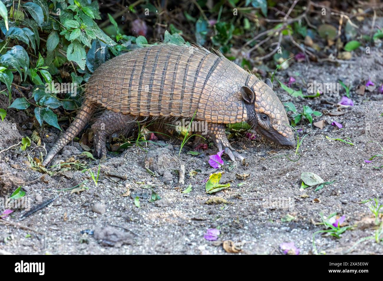 A Six-banded armadillo (Euphractus sexcinctus), also known as a yellow armadillo, forages in the ...