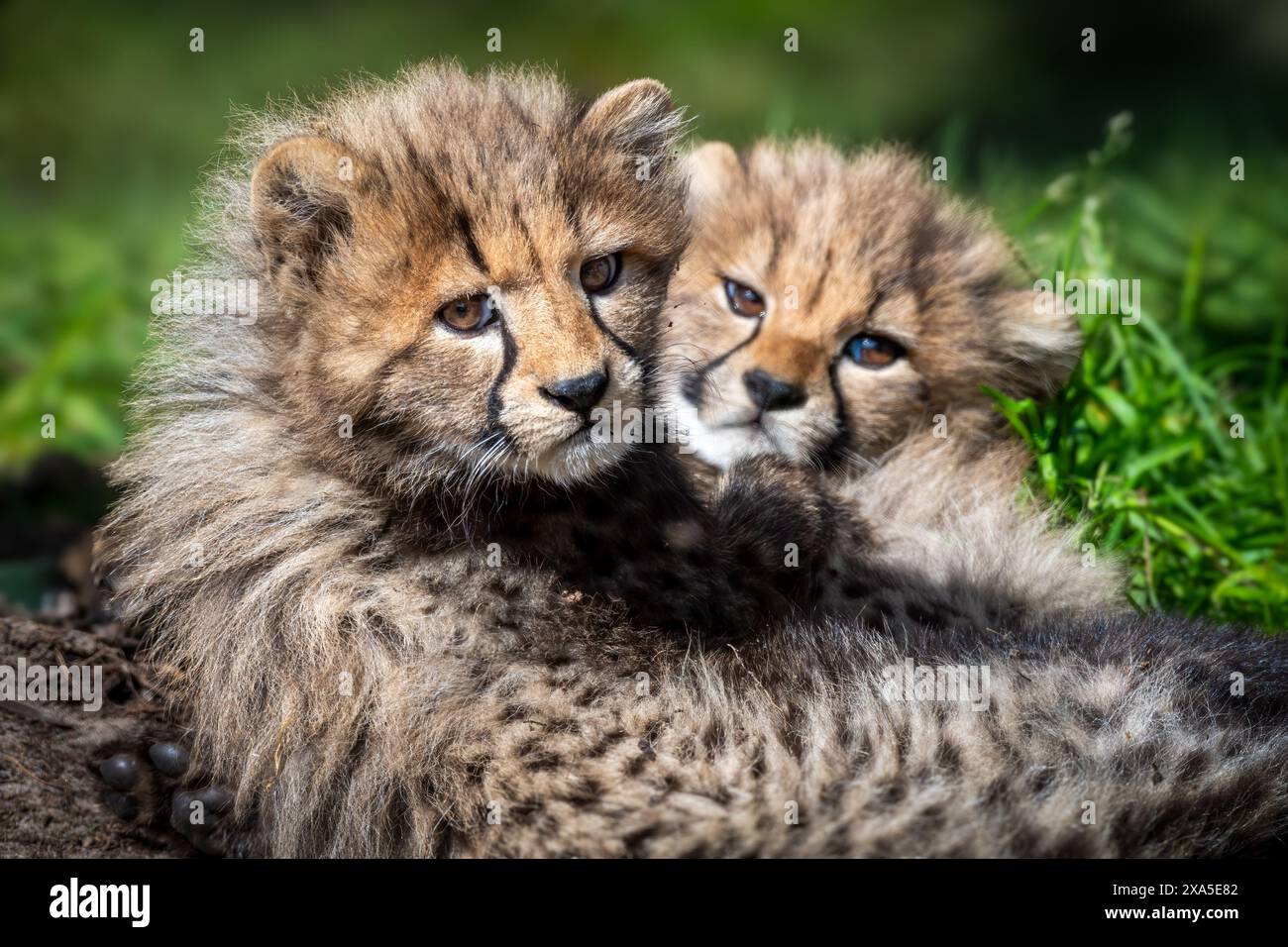 Young cheetahs walking hi-res stock photography and images - Alamy