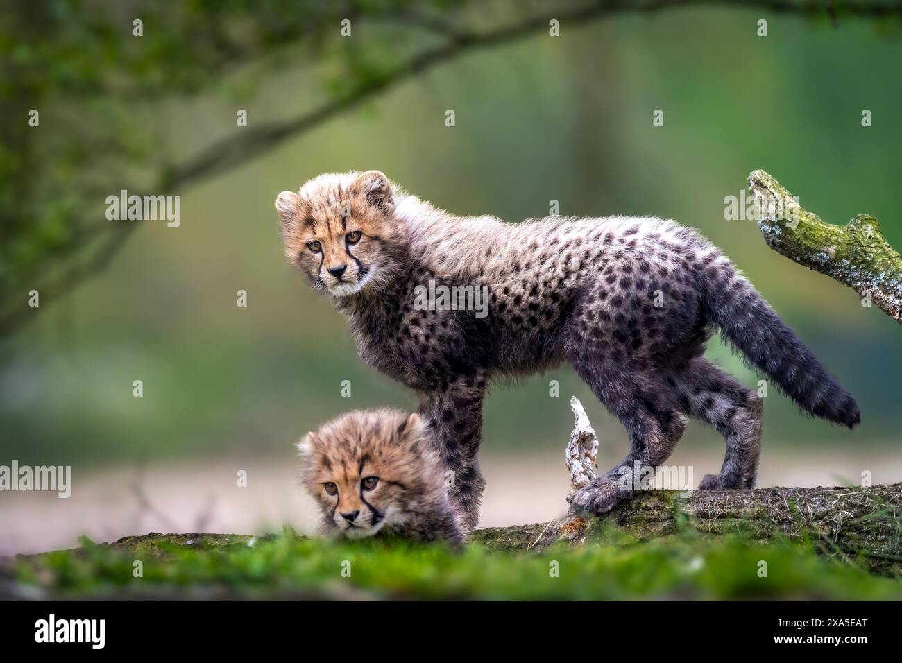 Two young cheetahs on a green meadow Stock Photo - Alamy