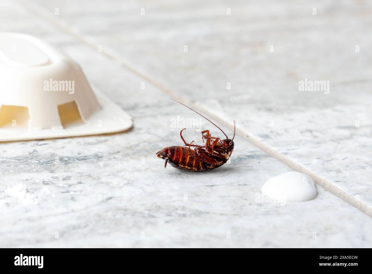 Dead cockroach upside down on the floor. Pest control concept Stock Photo - Alamy