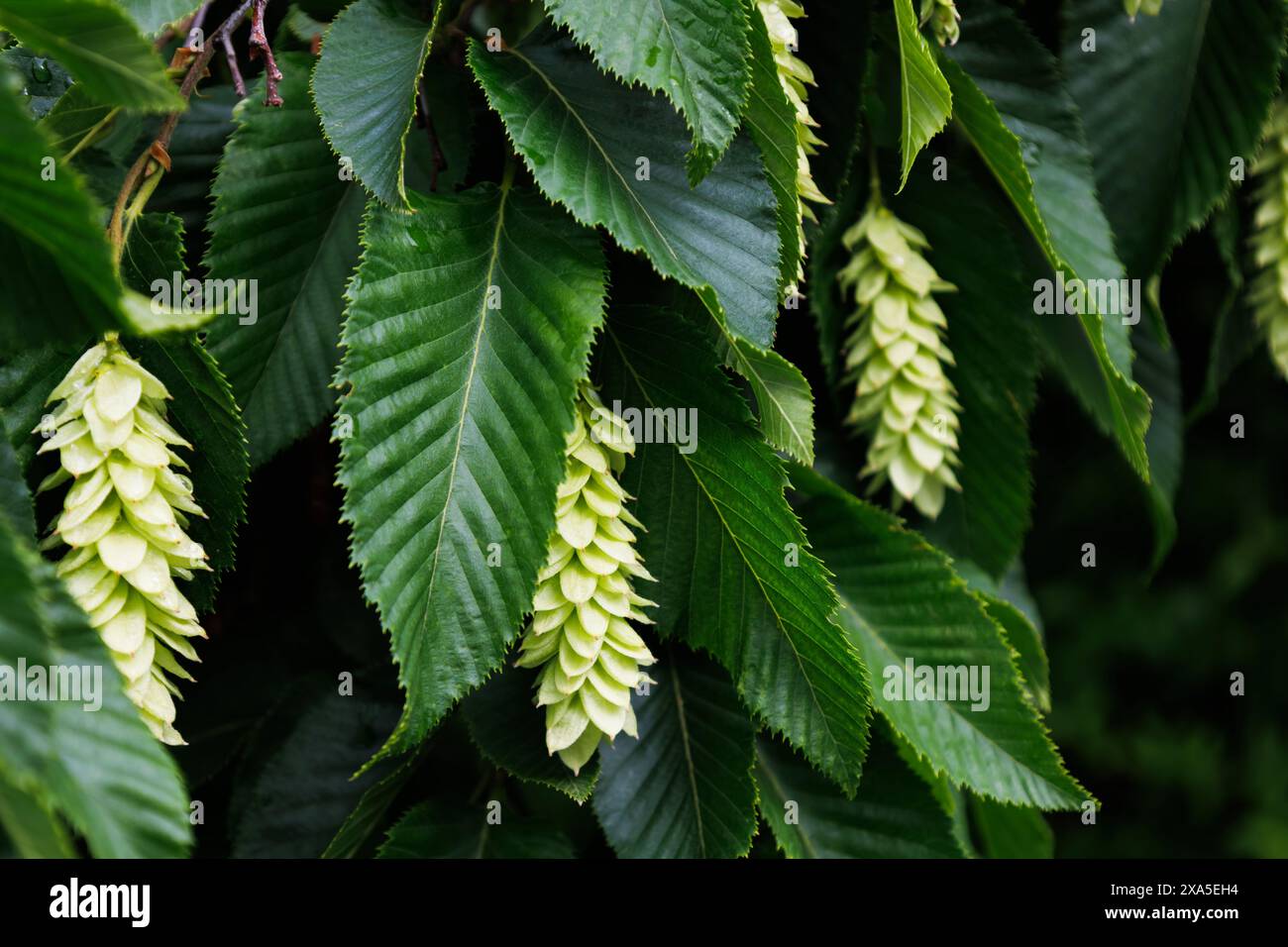 Blossom of the Ostrya carpinifolia in the family Betulaceae. Bright ...