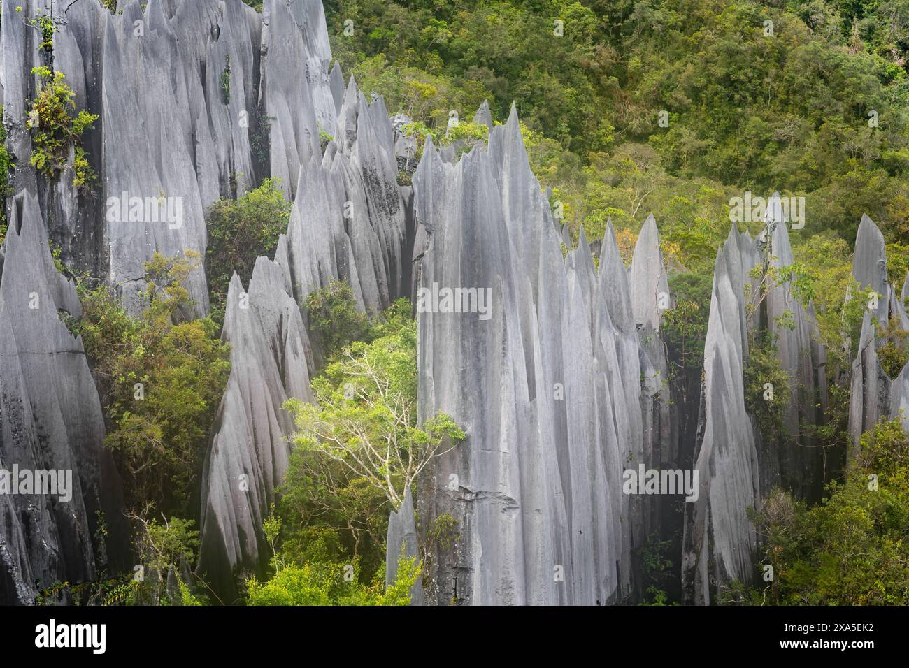 The Pinnacles at Mulu National Park in Sarawak Stock Photo - Alamy