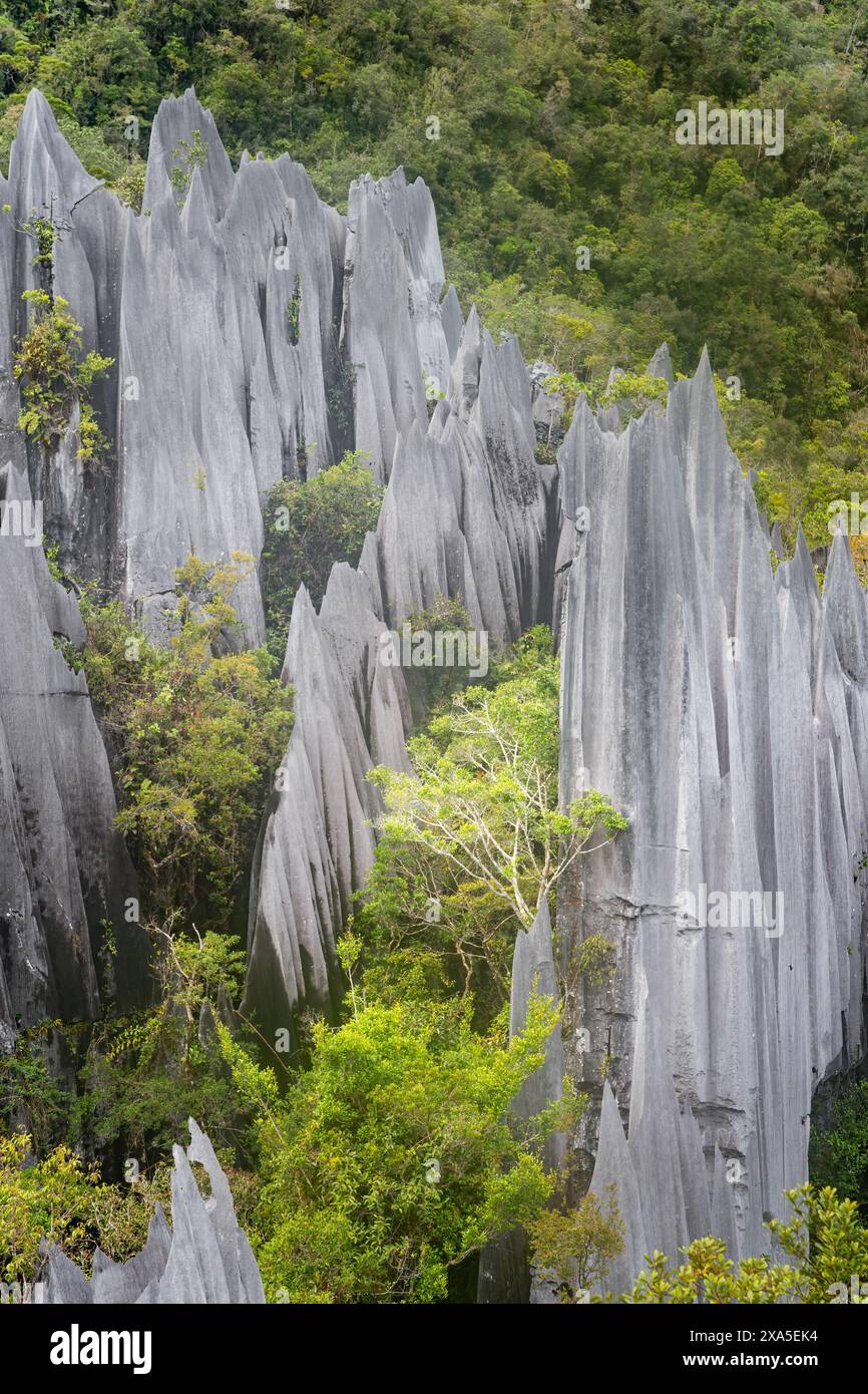 The Pinnacles at Mulu National Park in Sarawak Stock Photo - Alamy