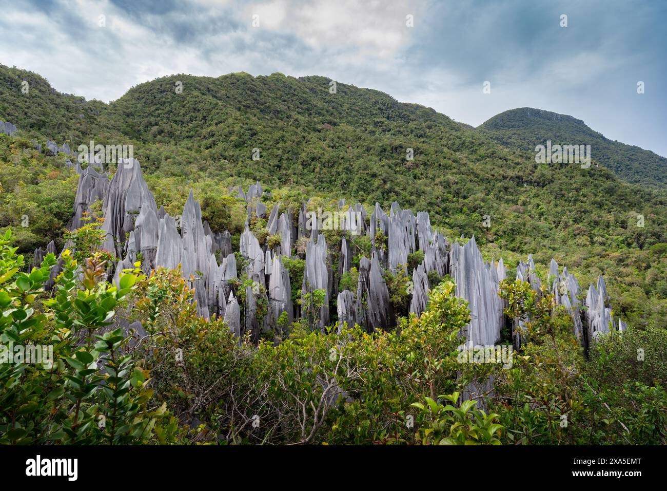 The Pinnacles at Mulu National Park in Sarawak Stock Photo - Alamy