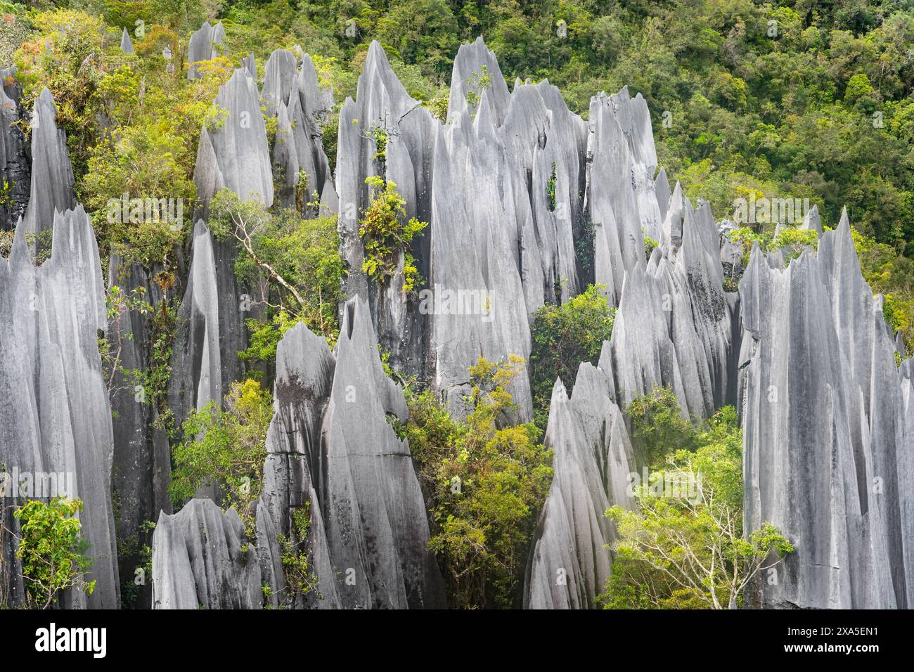 The Pinnacles at Mulu National Park in Sarawak Stock Photo - Alamy