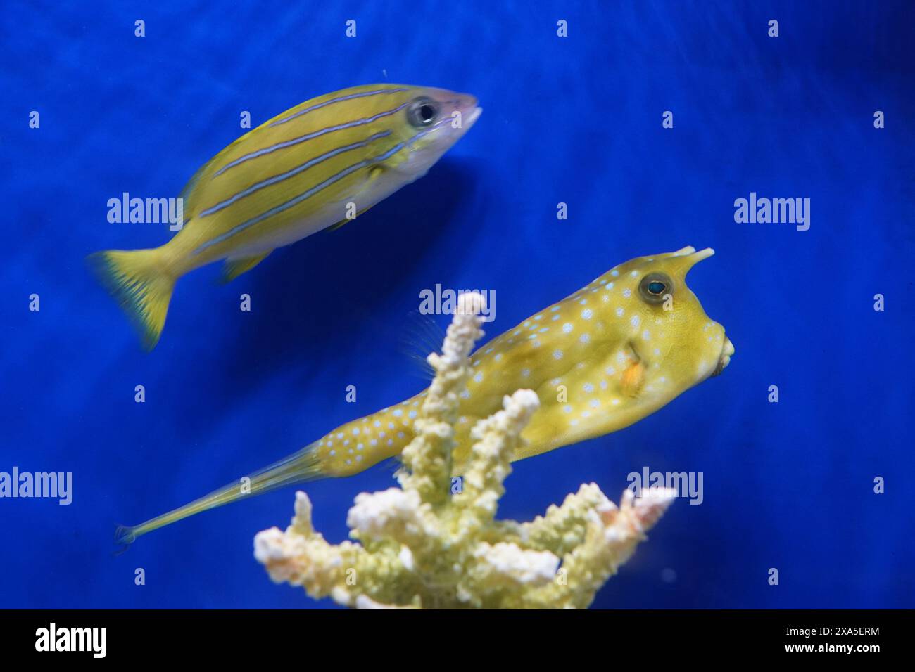 Two fish in a blue aquarium with coral reef background Stock Photo - Alamy