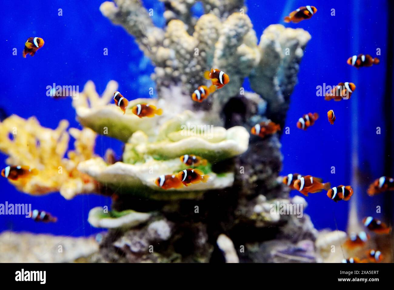 Swimming sea creatures hi-res stock photography and images - Alamy