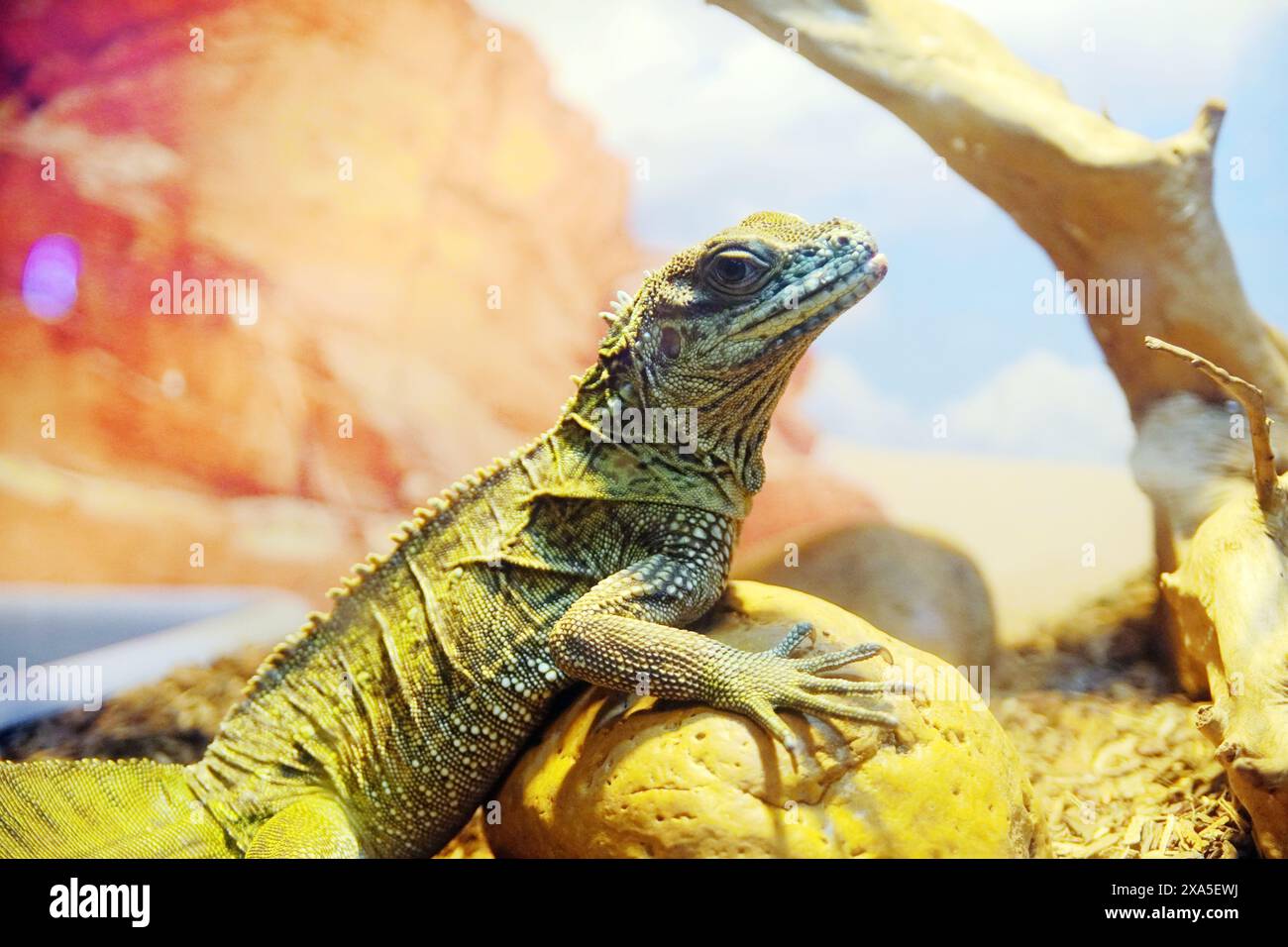 Lizard basking on rock near hi-res stock photography and images - Alamy