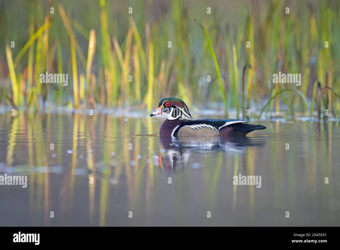 Wood Duck (Aix sponsa). Male with new plumage. Beaver pond at sunrise ...
