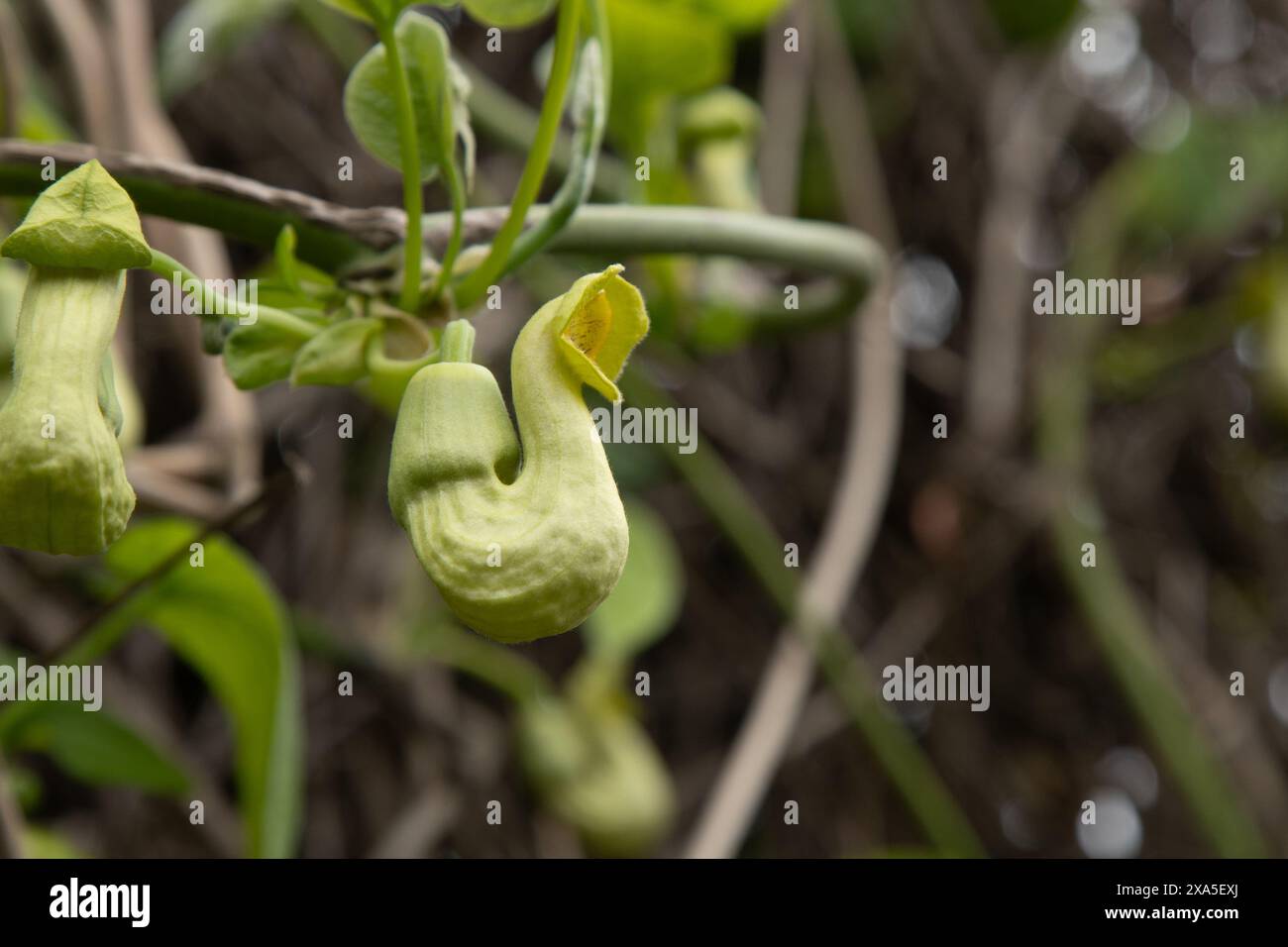 Flowers Aristolochia manshuriensis or Manchurian Pipevine Manchuria ...