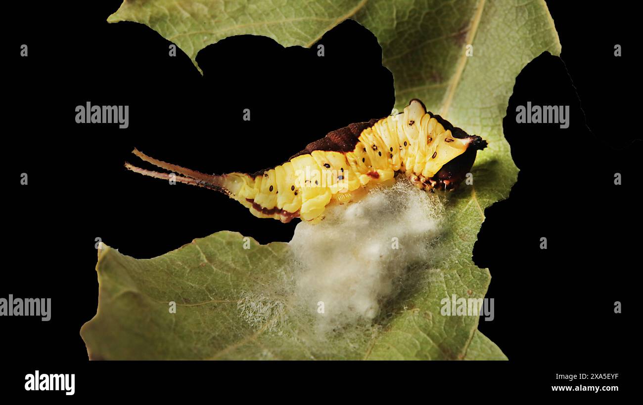 Parasiten insekt hi-res stock photography and images - Alamy