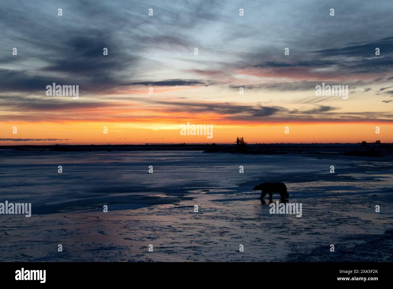 Polar Bear walking across the ice at sunrise near Churchill Canada ...