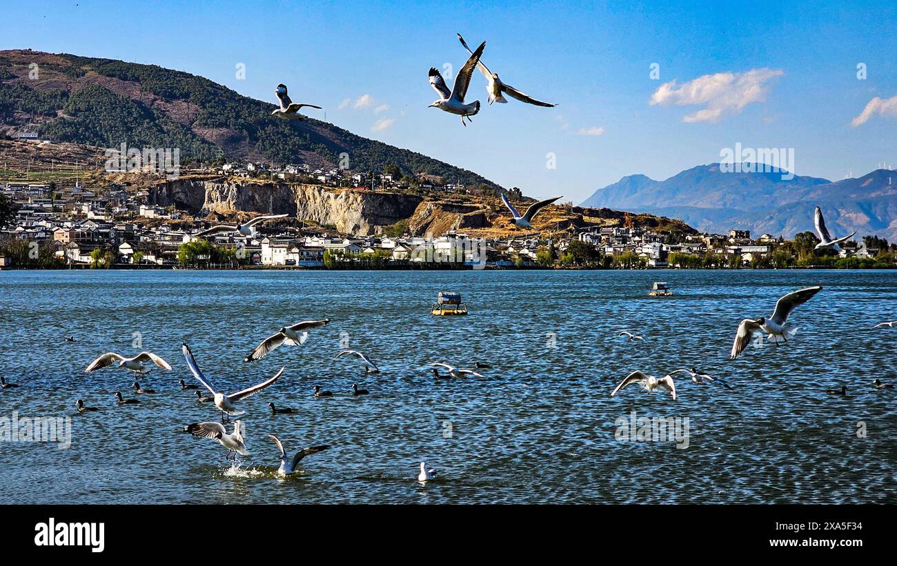 The seagulls soaring above Erhai Lake in Dali City, Yunnan Province ...