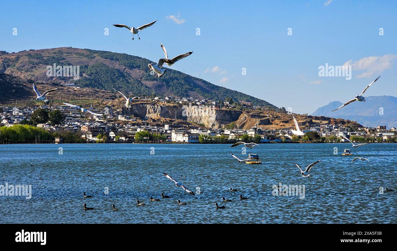 The seagulls soaring above Erhai Lake in Dali City, Yunnan Province ...