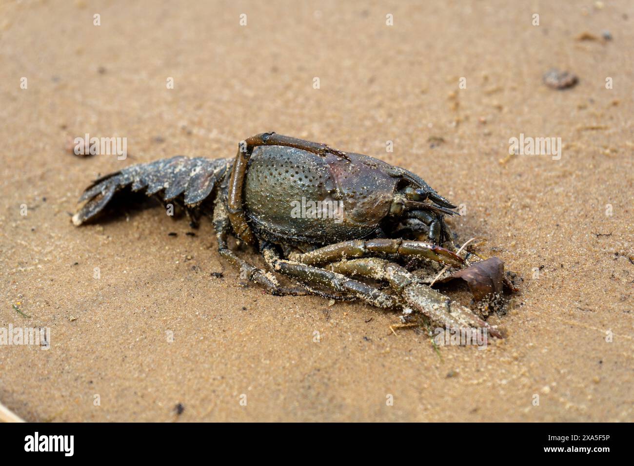 Crayfish antennae hi-res stock photography and images - Alamy