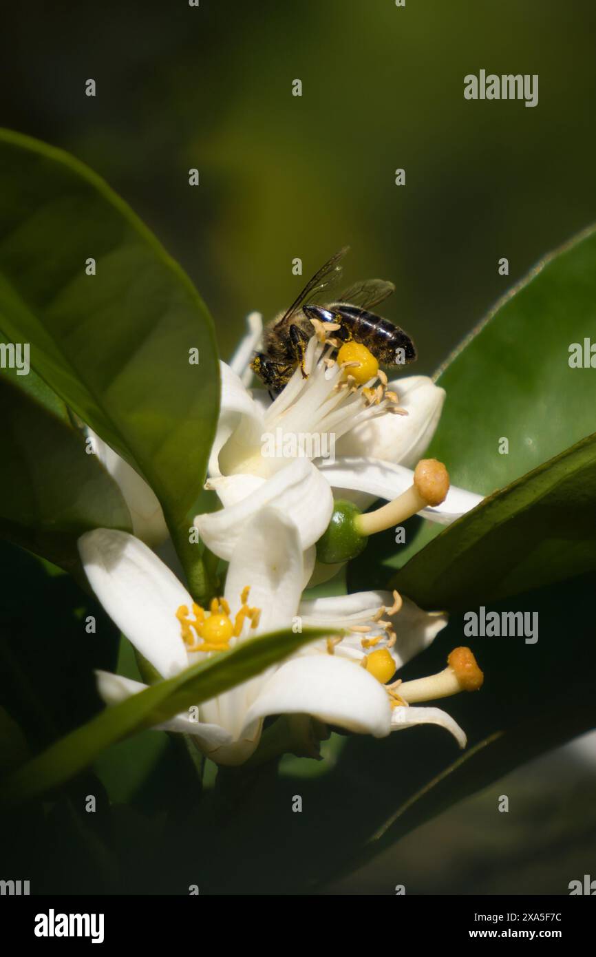 A bee pollinating the blossoms of an orange tree Stock Photo - Alamy