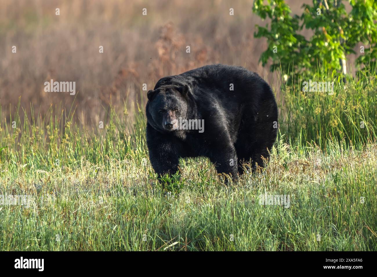 Majestic black bear walking hi-res stock photography and images - Alamy