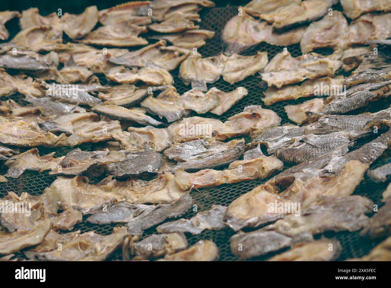 Filleted and salted fish mounted on a plastic net left to dry in the ...