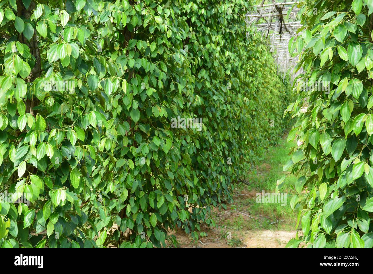 The Rows of lush young green vines of the peppercorn plant or Piper ...