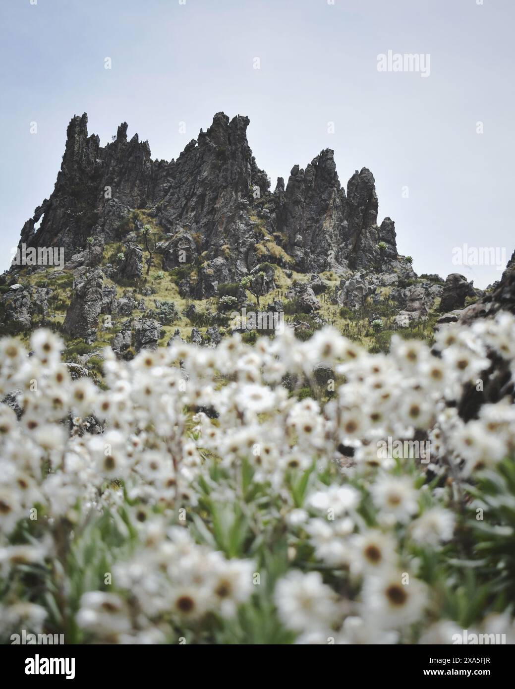 The flowers with unique rock formations in Mt Satima, Kenya Stock Photo ...