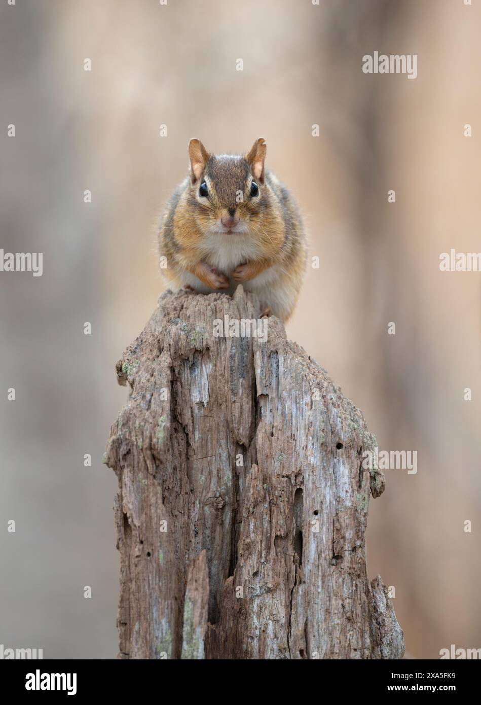 Eastern Chipmunk (Tamias striatus). Autumn in Acadia National Park ...