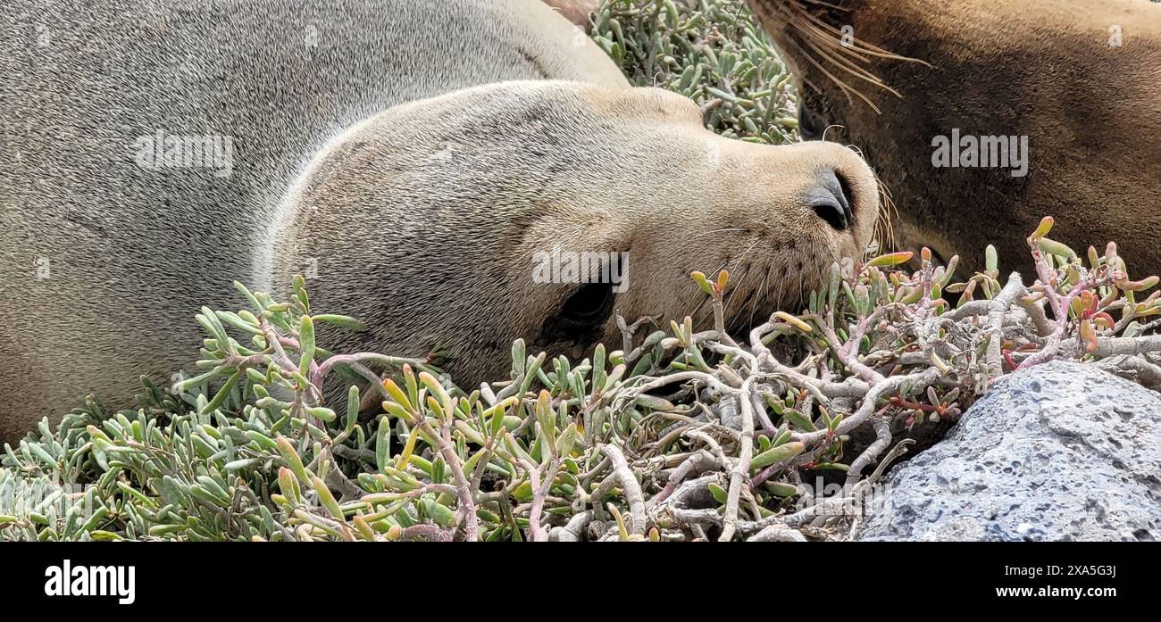 Seal resting on rocky hi-res stock photography and images - Alamy